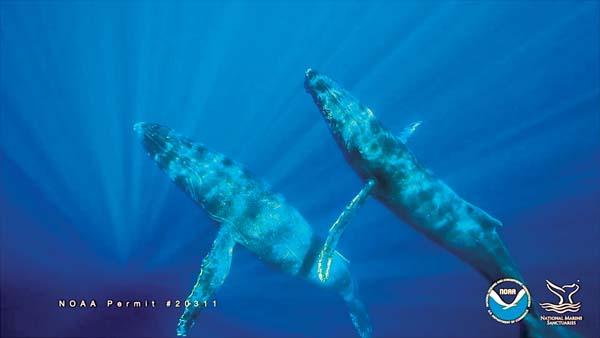 Virus found in stranded Maui whale in 2010 detected in other marine ...